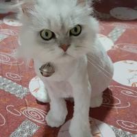 miomakoさん(カジノディーラー)のプロフィール | ココナラ