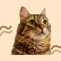 朝子☼さん(FP )のプロフィール | ココナラ