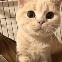 ちぃといさんのプロフィール | ココナラ