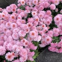 Hana_52さんのプロフィール | ココナラ