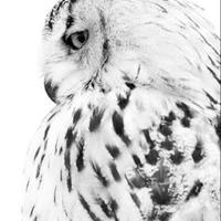 chouette～幸せ運ぶフクロウ～さん(ヒーラー、占い師)のプロフィール | ココナラ