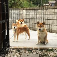 株式会社Amtrix（アントリックス）さん(Webデザイナー&プログラマー)のプロフィール | ココナラ