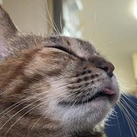 Coco Nekoさん(フリーライター)のプロフィール | ココナラ