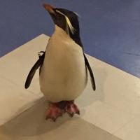 ふたばゆうさん(動画編集、mix、バナー作成)のプロフィール | ココナラ