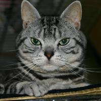 NEKO・GAOさん(油彩画家)のプロフィール | ココナラ