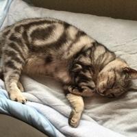 akahitujiさんのプロフィール | ココナラ