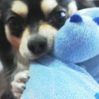 anna_fujiiさん(WEBデザイナー)のポートフォリオ | ココナラ