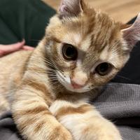 MAHO_動画クリエイターさん(動画クリエイター)のプロフィール | ココナラ