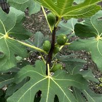 菜園大好きさん(週末ファーマー)のプロフィール | ココナラ