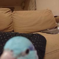 ぴょったむさんのプロフィール | ココナラ