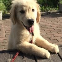 Yu kikuchiさんのプロフィール | ココナラ