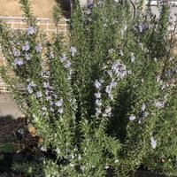 KAJU KAJU MAMAさんのプロフィール | ココナラ