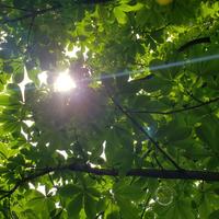 liahmoonさん(タロット占い師)のプロフィール | ココナラ