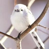 Abe Mika 安部 美花 あべ みかさん(受付のオバサン)のプロフィール | ココナラ