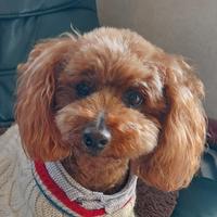 かかけけさん(調理師)のプロフィール | ココナラ