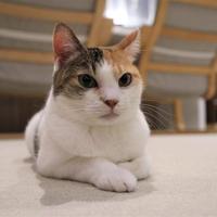 NEKO 米国公認会計士事務所さん(米国公認会計士、MBA、コンサルタント)のプロフィール | ココナラ