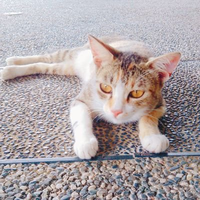 吉海こすずさんのプロフィール | ココナラ