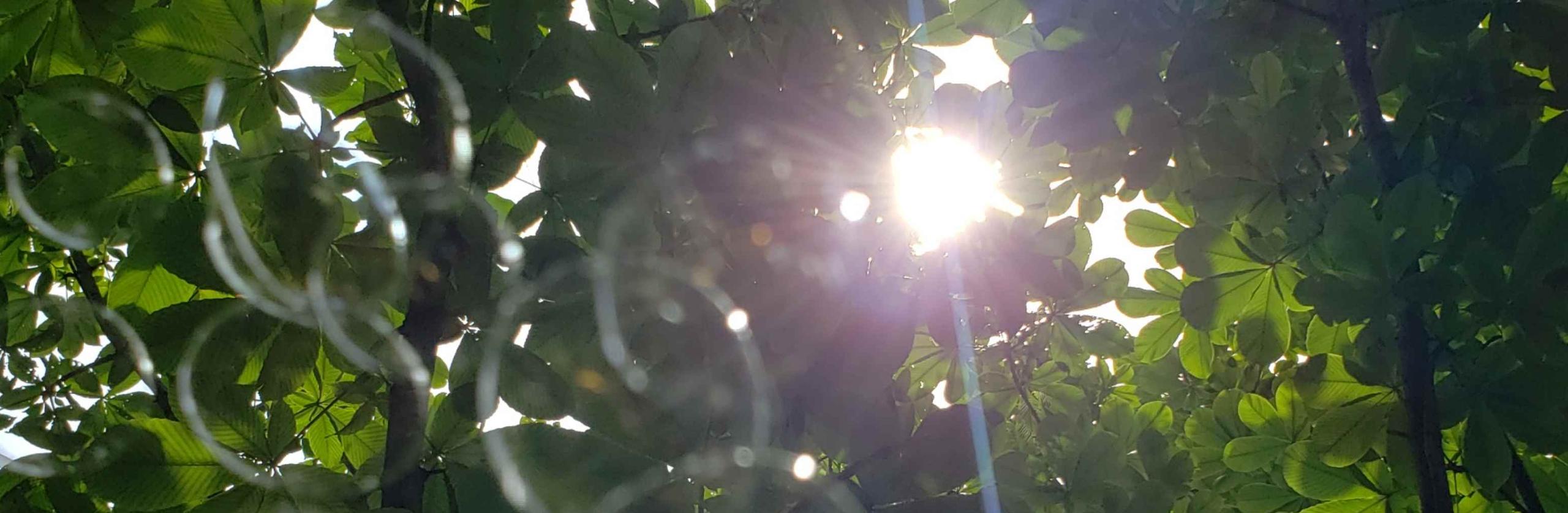 liahmoonさん(タロット占い師)のプロフィール | ココナラ